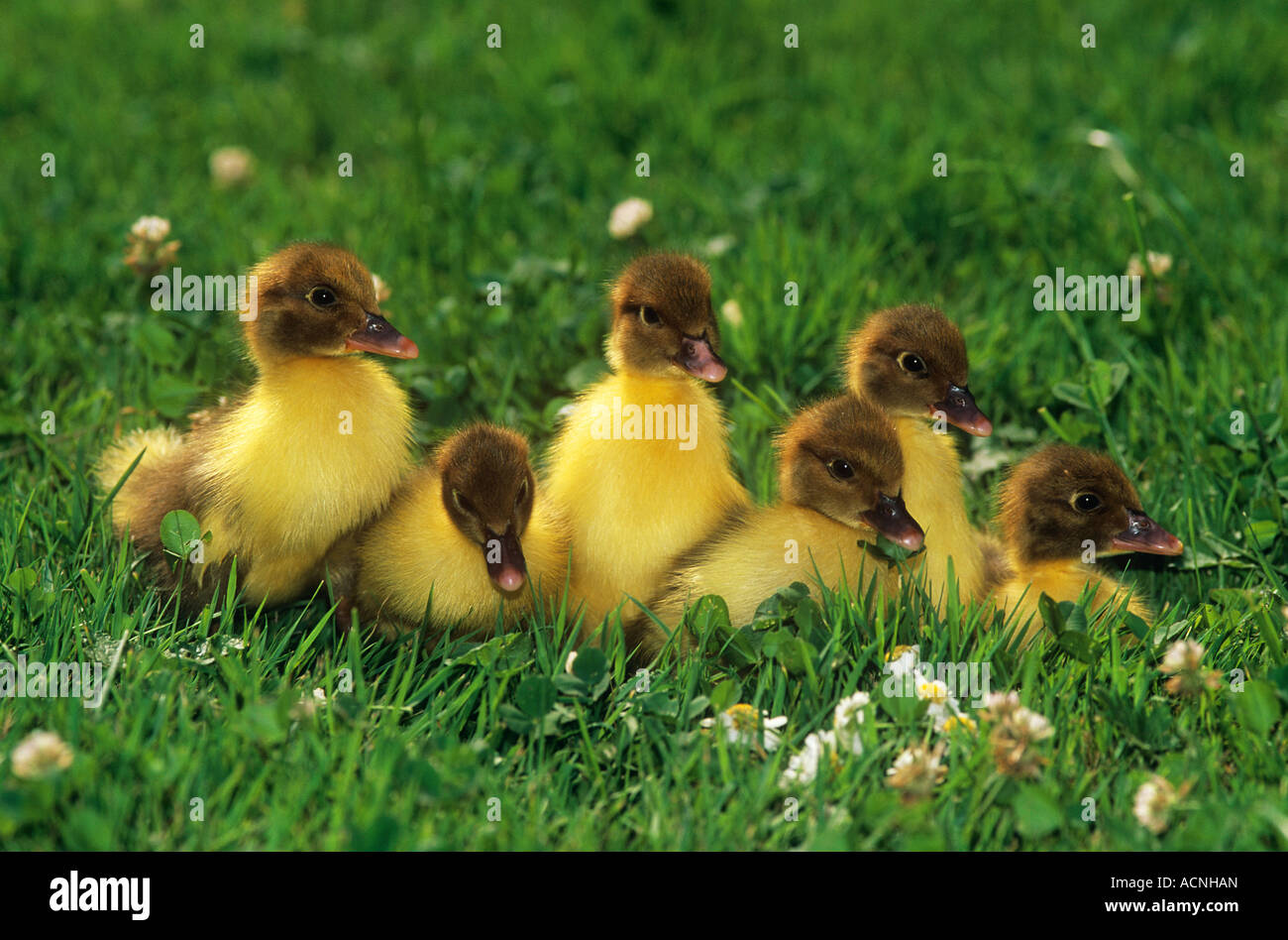 6 ducklings hi-res stock photography and images - Alamy