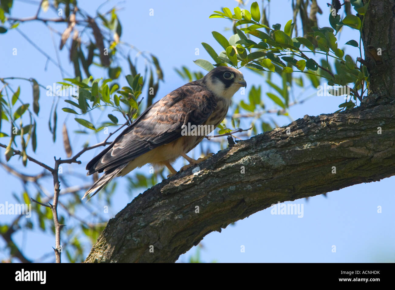 Falco vespertinus juvenile hi-res stock photography and images - Alamy