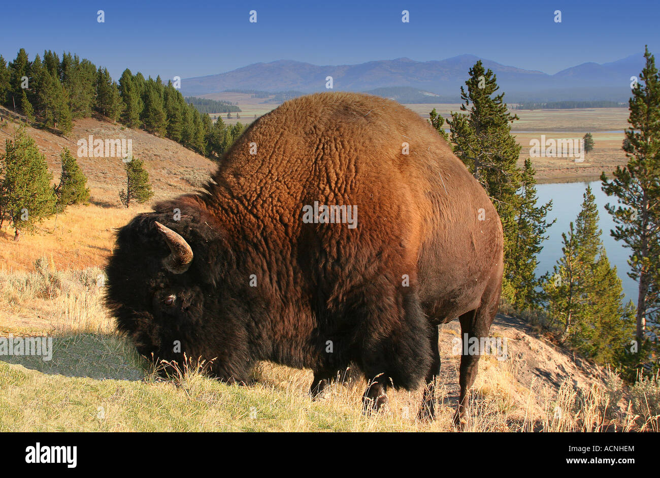 Large male buffalo grazing on scenic hillside in Yellowstone National ...