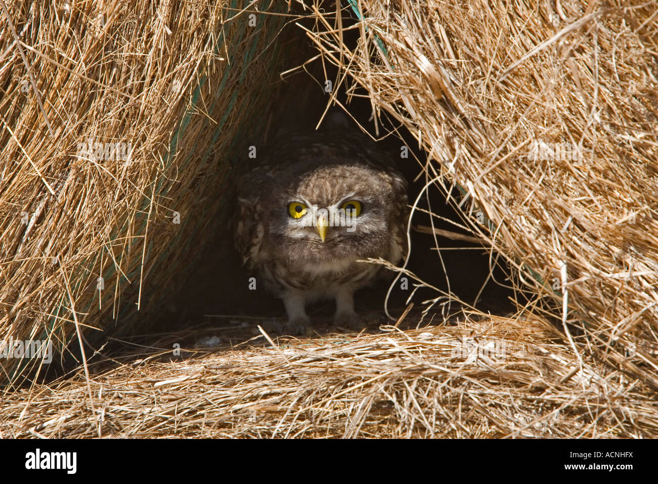 Little Owl looks out from hay bale Stock Photo - Alamy