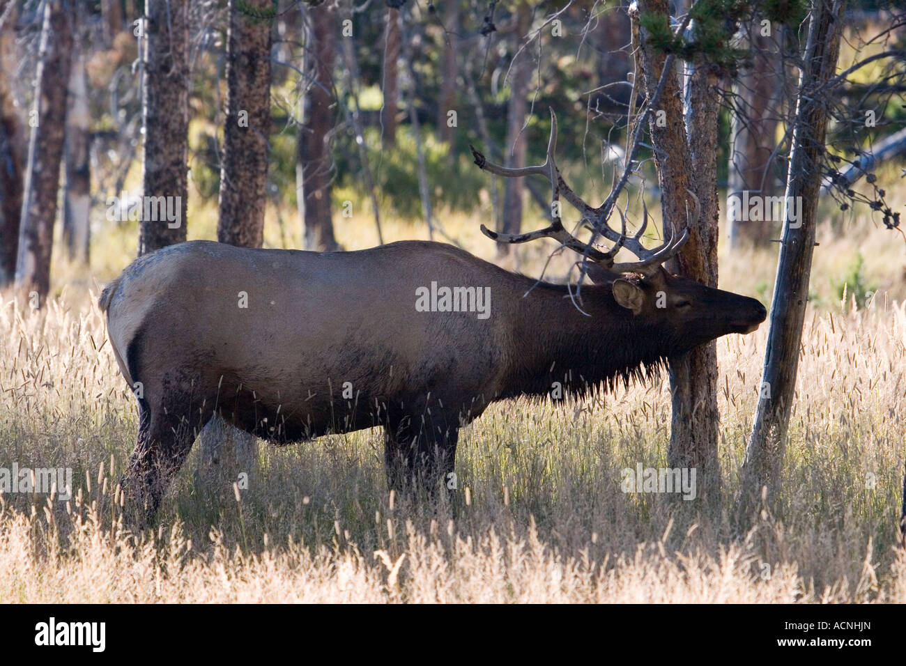 Rubbing trees hi-res stock photography and images - Alamy