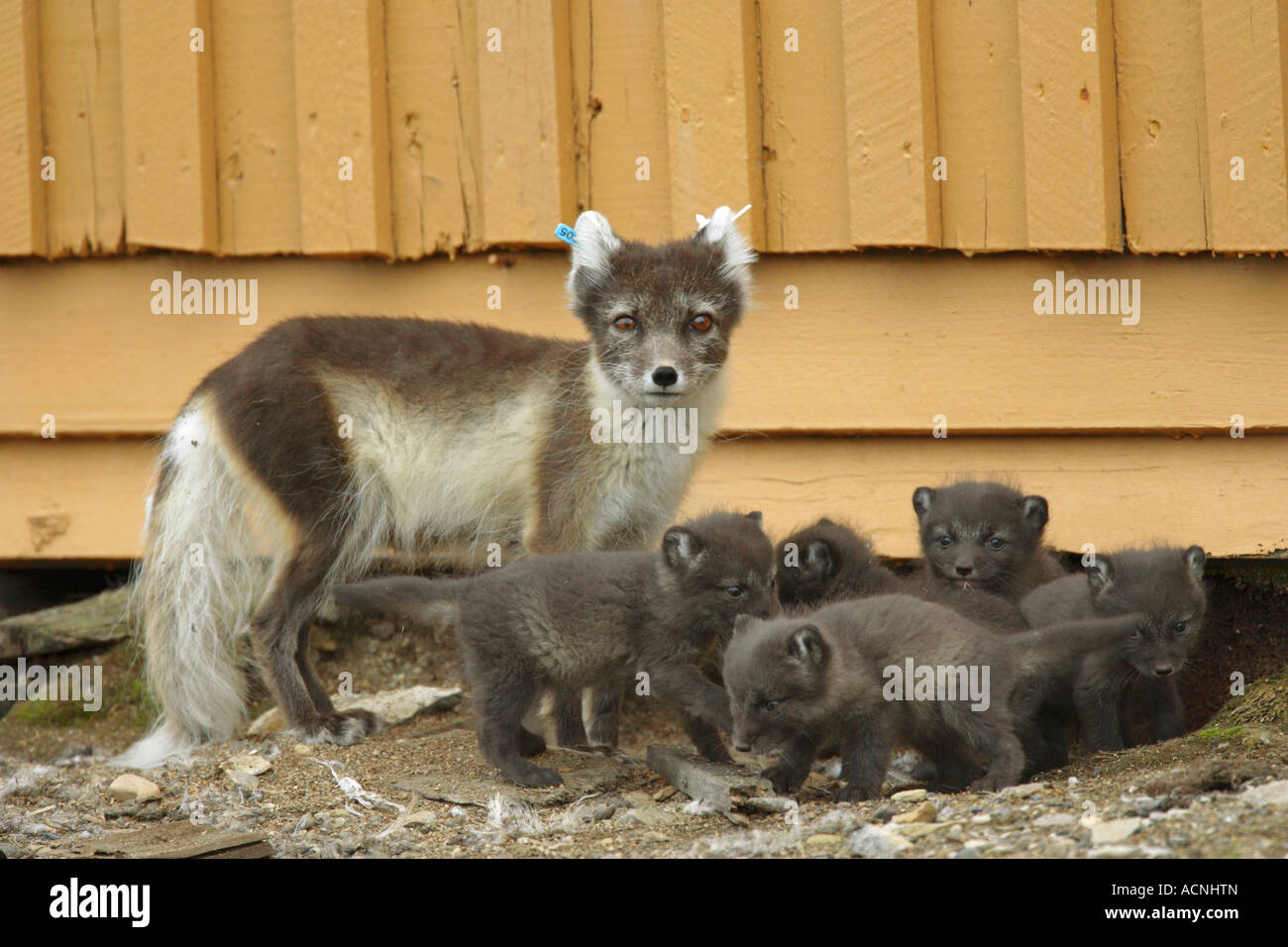 Arctic Fox Alopex lagopus with tags in her ears for research with her ...