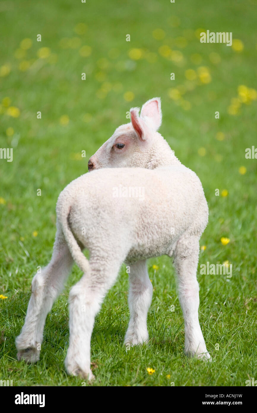 White Lamb Peak District Derbyshire UK Stock Photo - Alamy