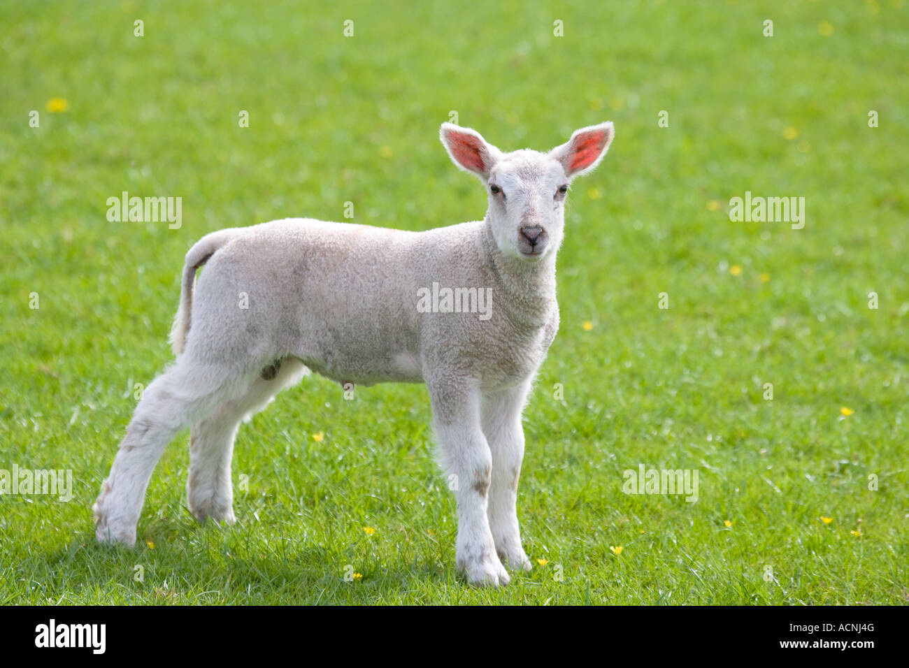 White Lamb Peak District Derbyshire UK Stock Photo - Alamy