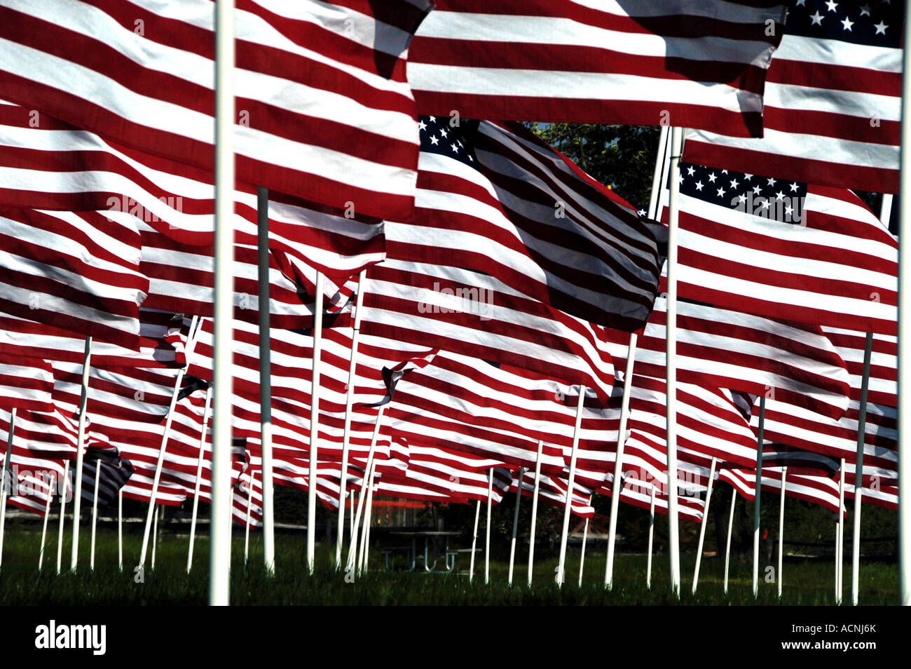 Flags celebrating Veteran's Day Eagle City Park, Ada County, Idaho, USA ...