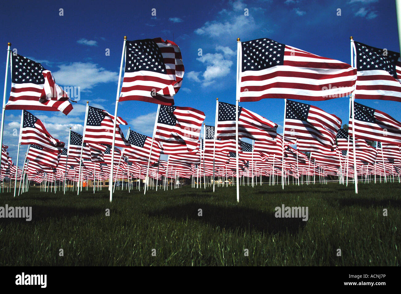 Flags celebrating Veteran's Day Eagle City Park, Ada County, Idaho, USA ...