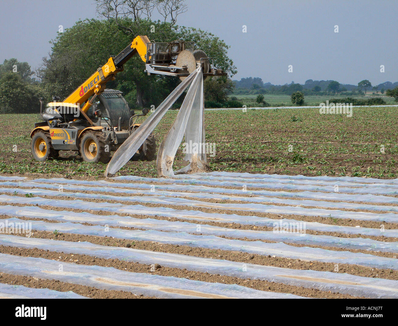 Removing plastic covers from a field of growing maize Stock Photo - Alamy
