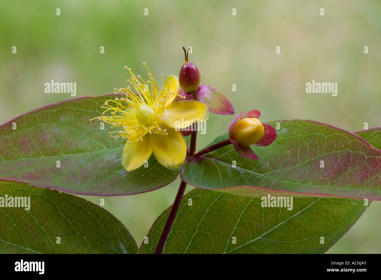 St Johns Wort, Hypericum, showing flower, flower bud and fruiting seed ...