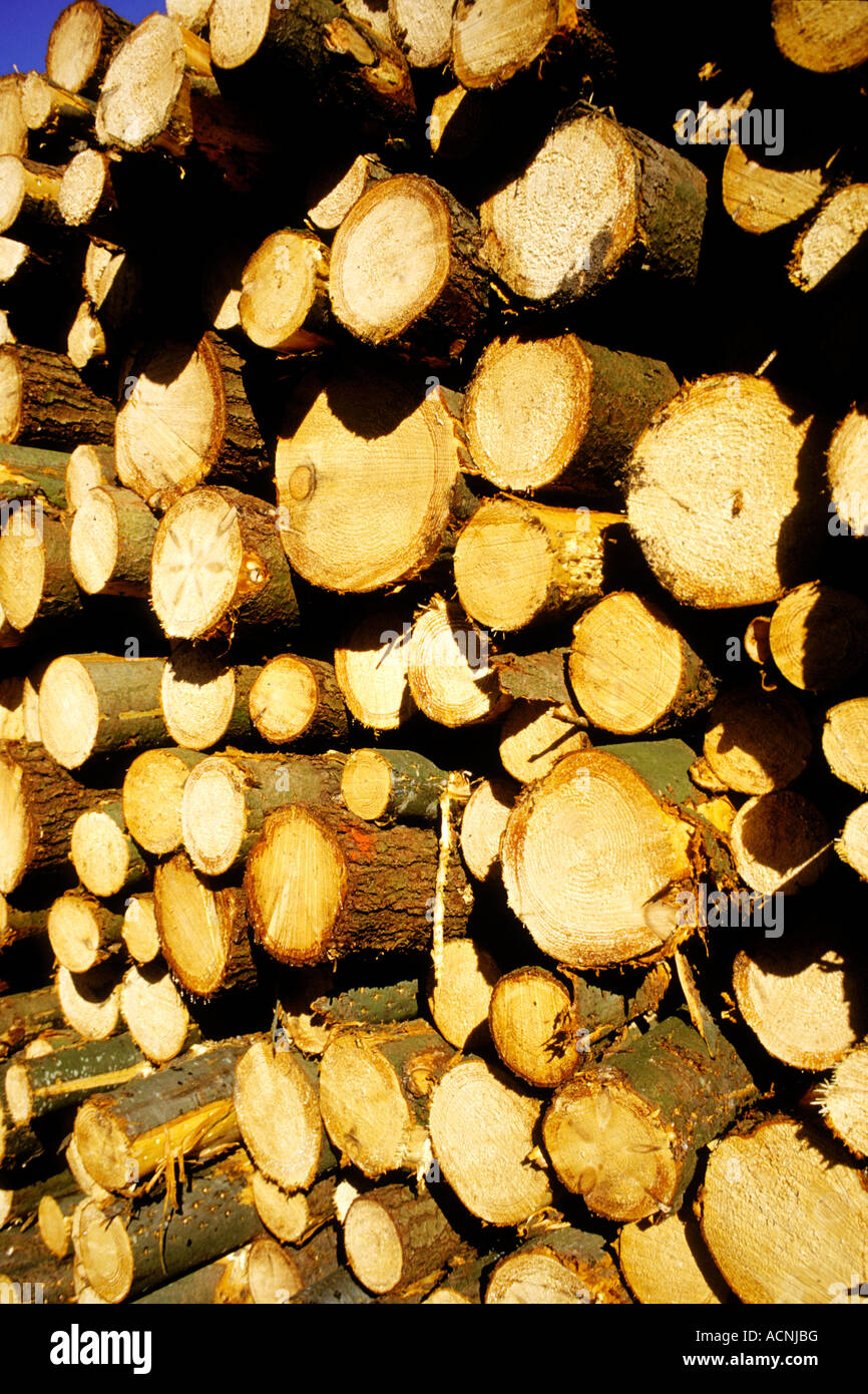 Cut and staked lumber Stock Photo - Alamy