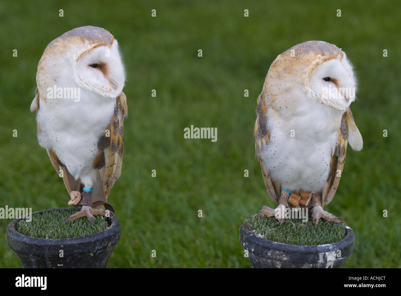 Border Show Kelso 2007 two barn owls together Stock Photo - Alamy