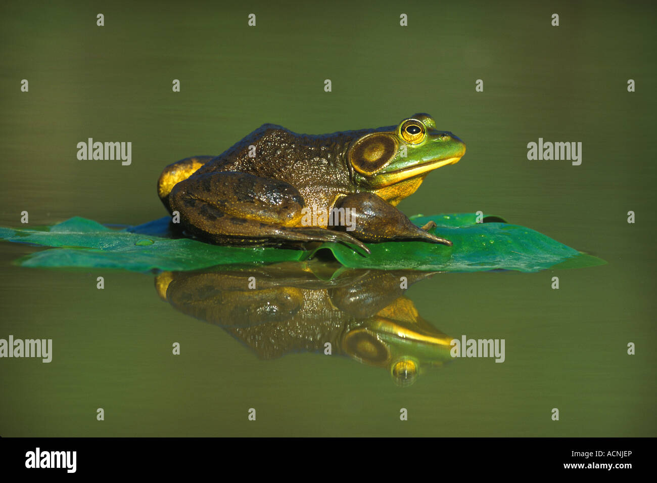 Funny frog hi-res stock photography and images - Alamy