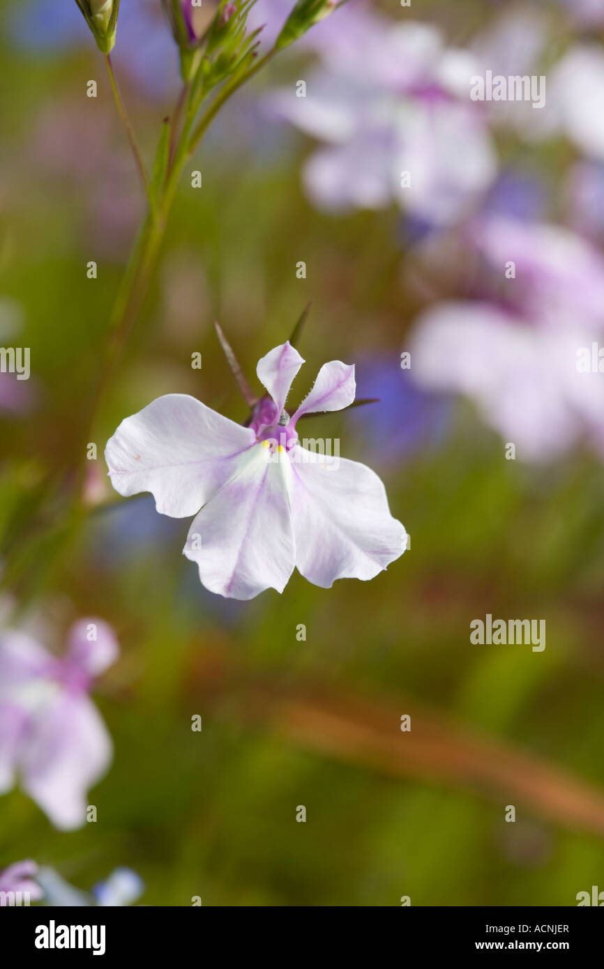 White lobelia hi-res stock photography and images - Alamy