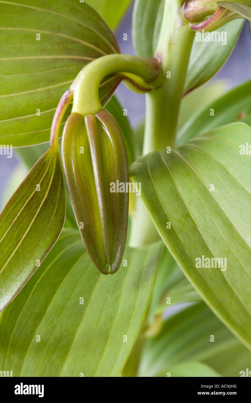 Close up of Lily flower bud Stock Photo - Alamy