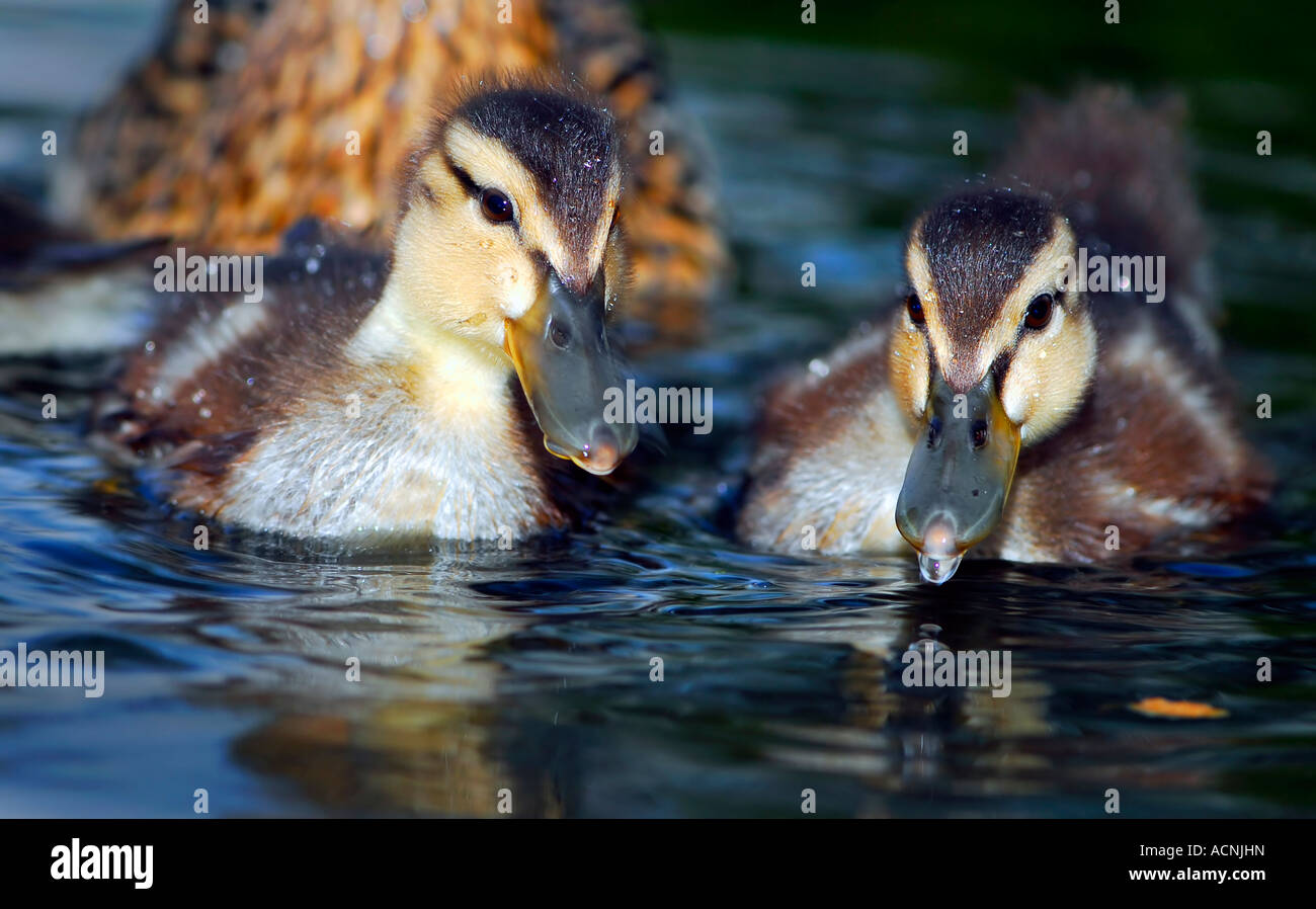 Duck feet paddling hi-res stock photography and images - Alamy