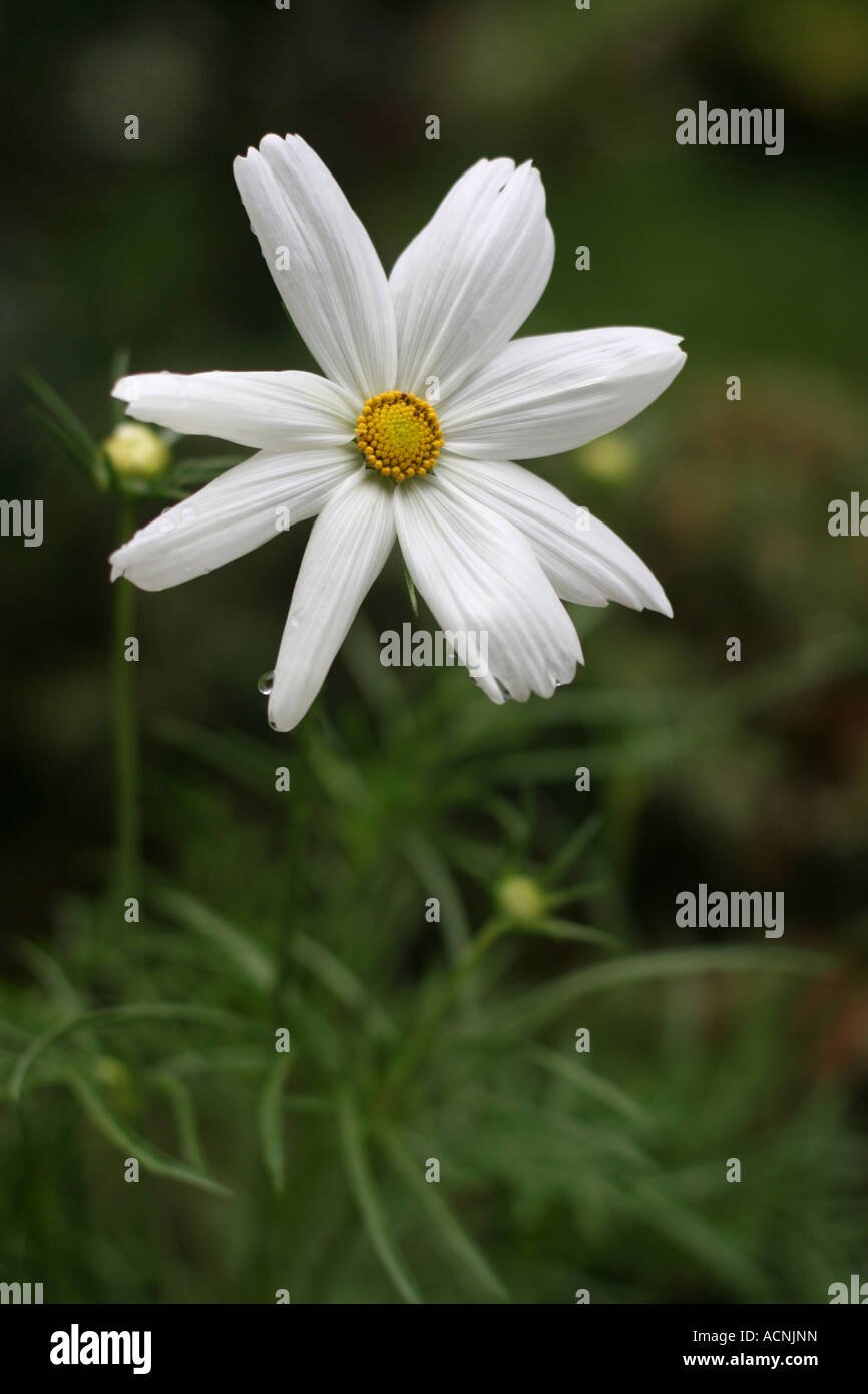 Camomile street hi-res stock photography and images - Alamy