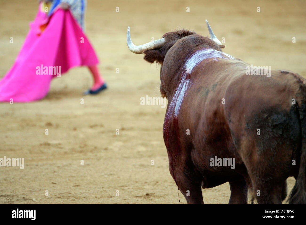 Bleeding the bull hi-res stock photography and images - Alamy