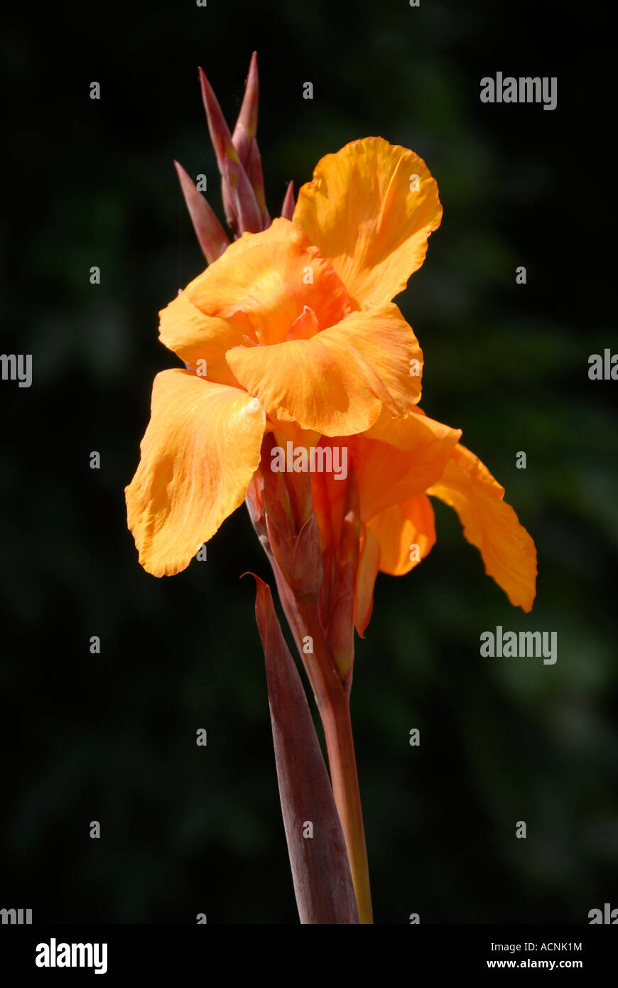 Purple flower stem Cut Out Stock Images & Pictures - Alamy