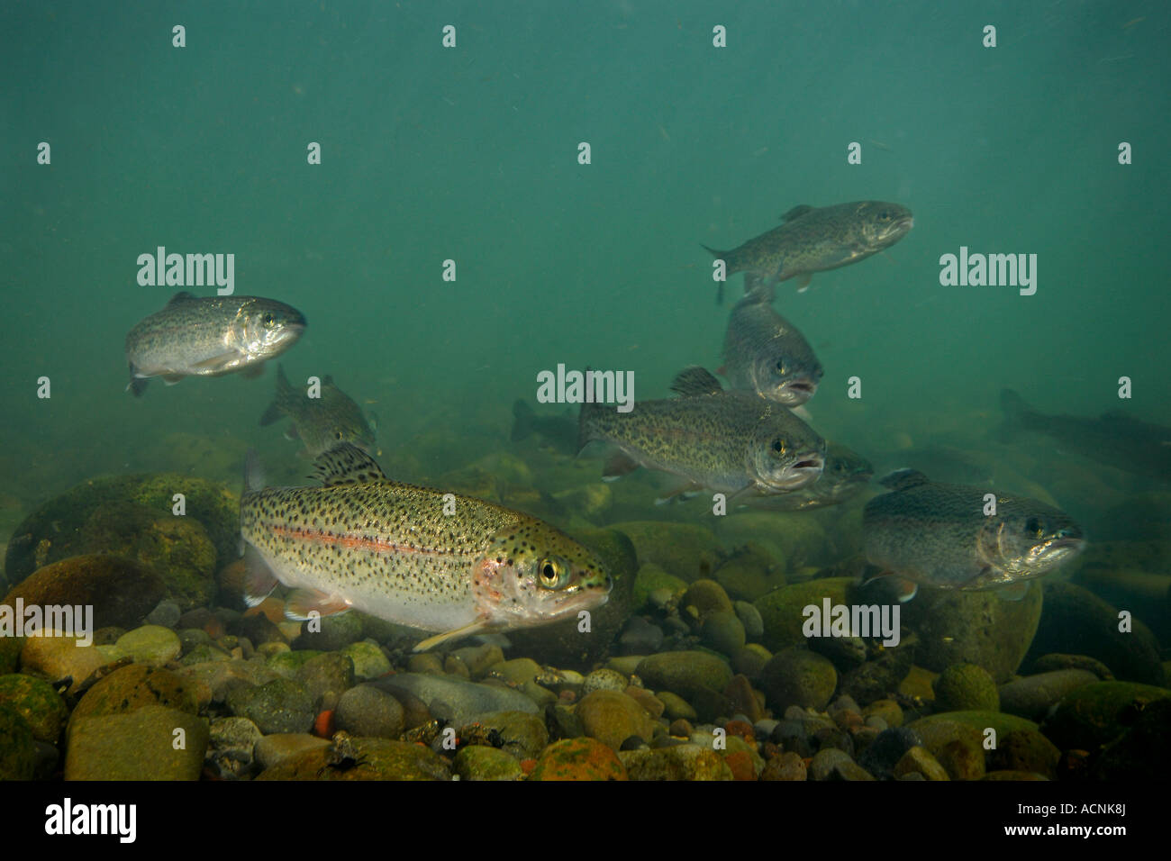 Rainbow trout Oncorhynchus mykiss smolt Rogue River Oregon Stock Photo ...