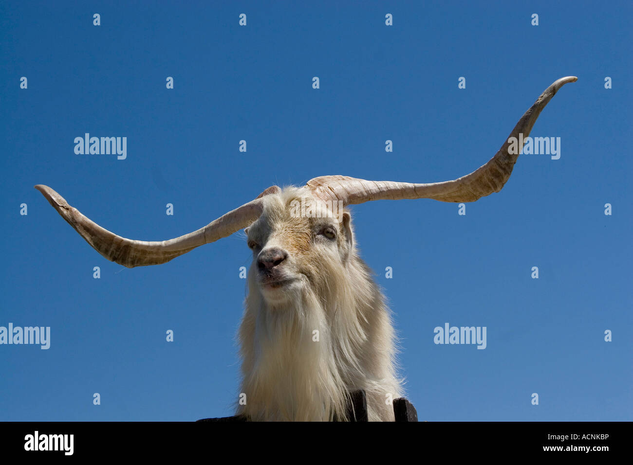 male little eared goat show a wide spread of horn Stock Photo - Alamy