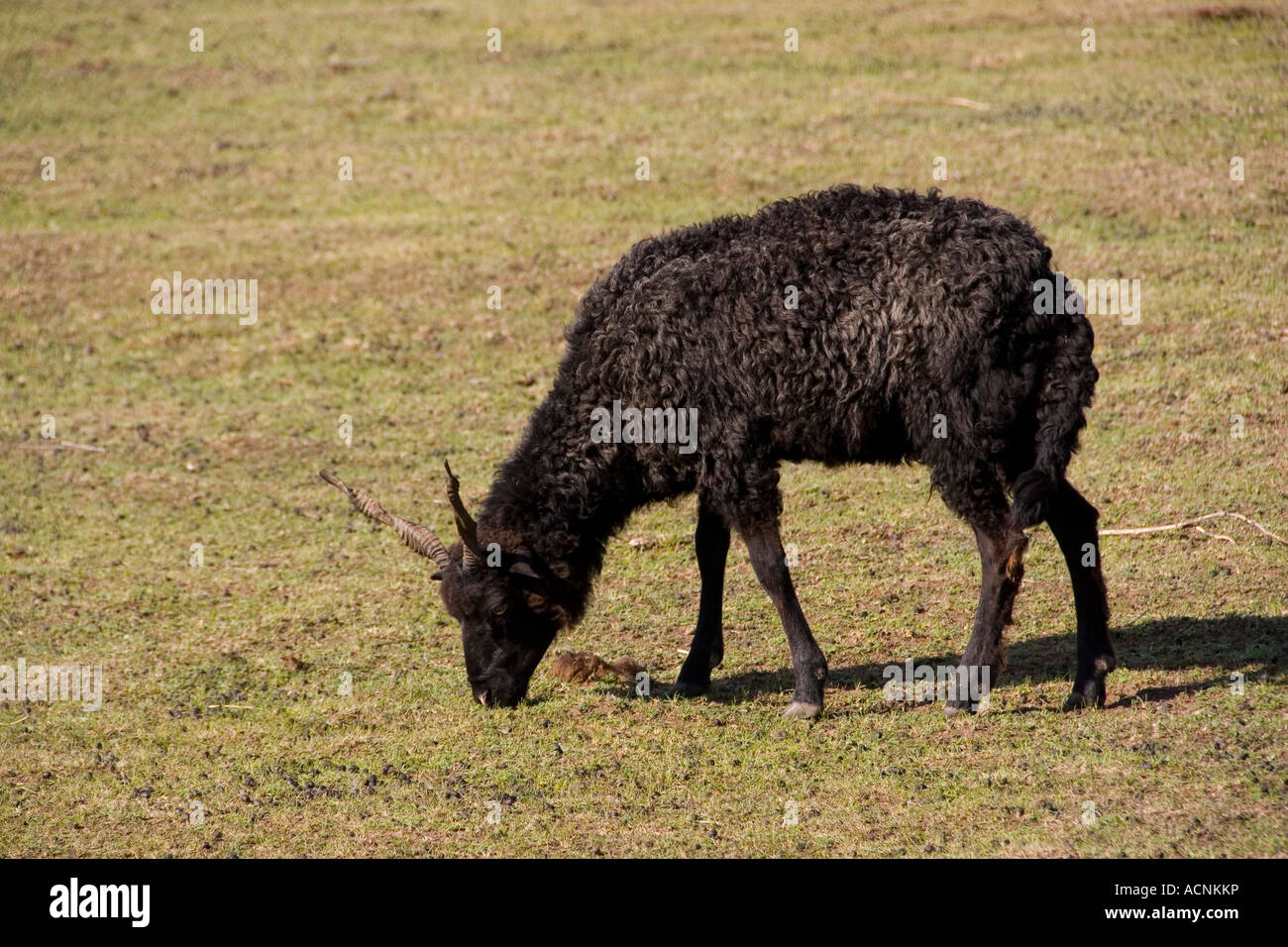 Hortobagy racka sheep hi-res stock photography and images - Alamy