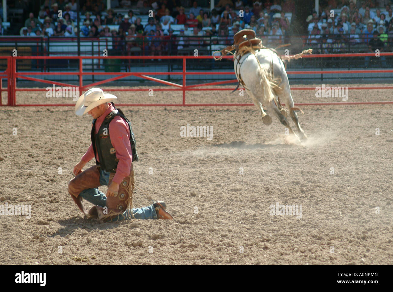 cowboy on his knees in the back a running horse at a rodeo. town ...