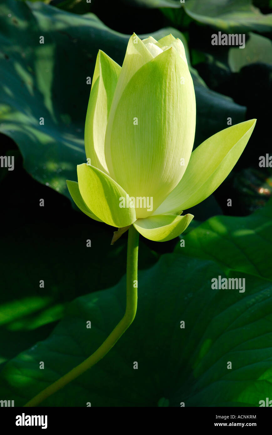 Opening lotus flower hi-res stock photography and images - Alamy