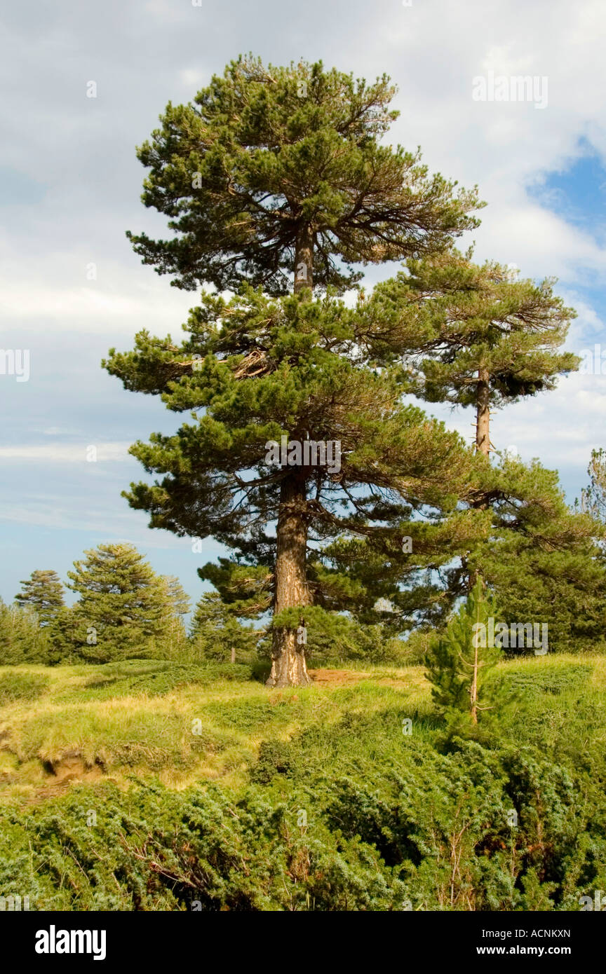 Weathered and wind shaped Pine trees PINUS PINEA Stock Photo - Alamy