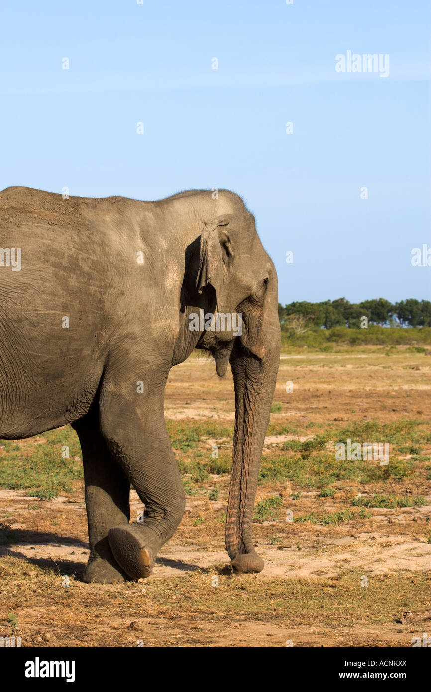 Asian elephant fighting hi-res stock photography and images - Alamy