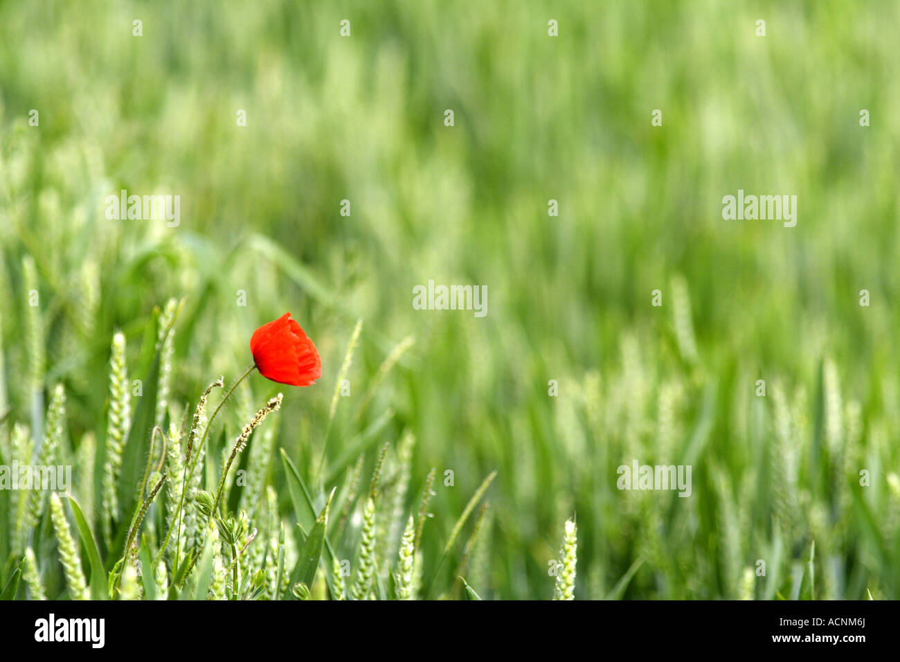 Poppy in field Stock Photo - Alamy