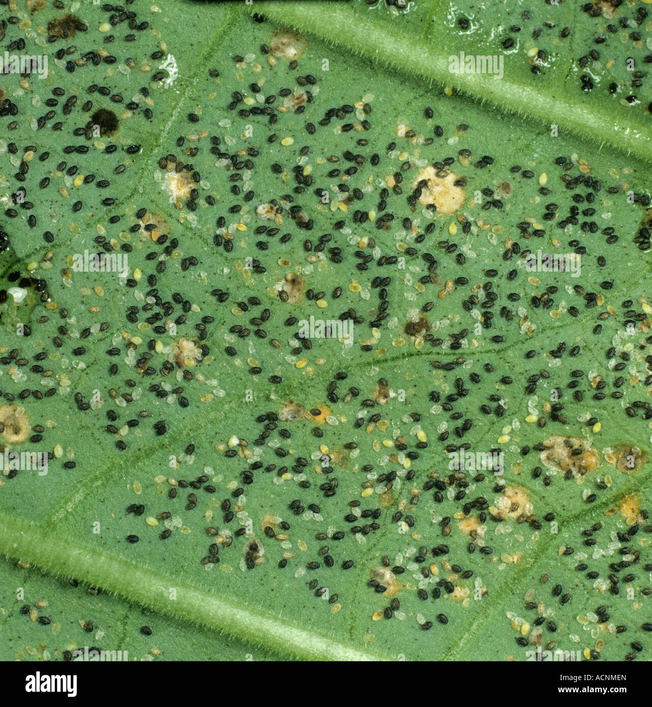 Encarsia formosa hi-res stock photography and images - Alamy