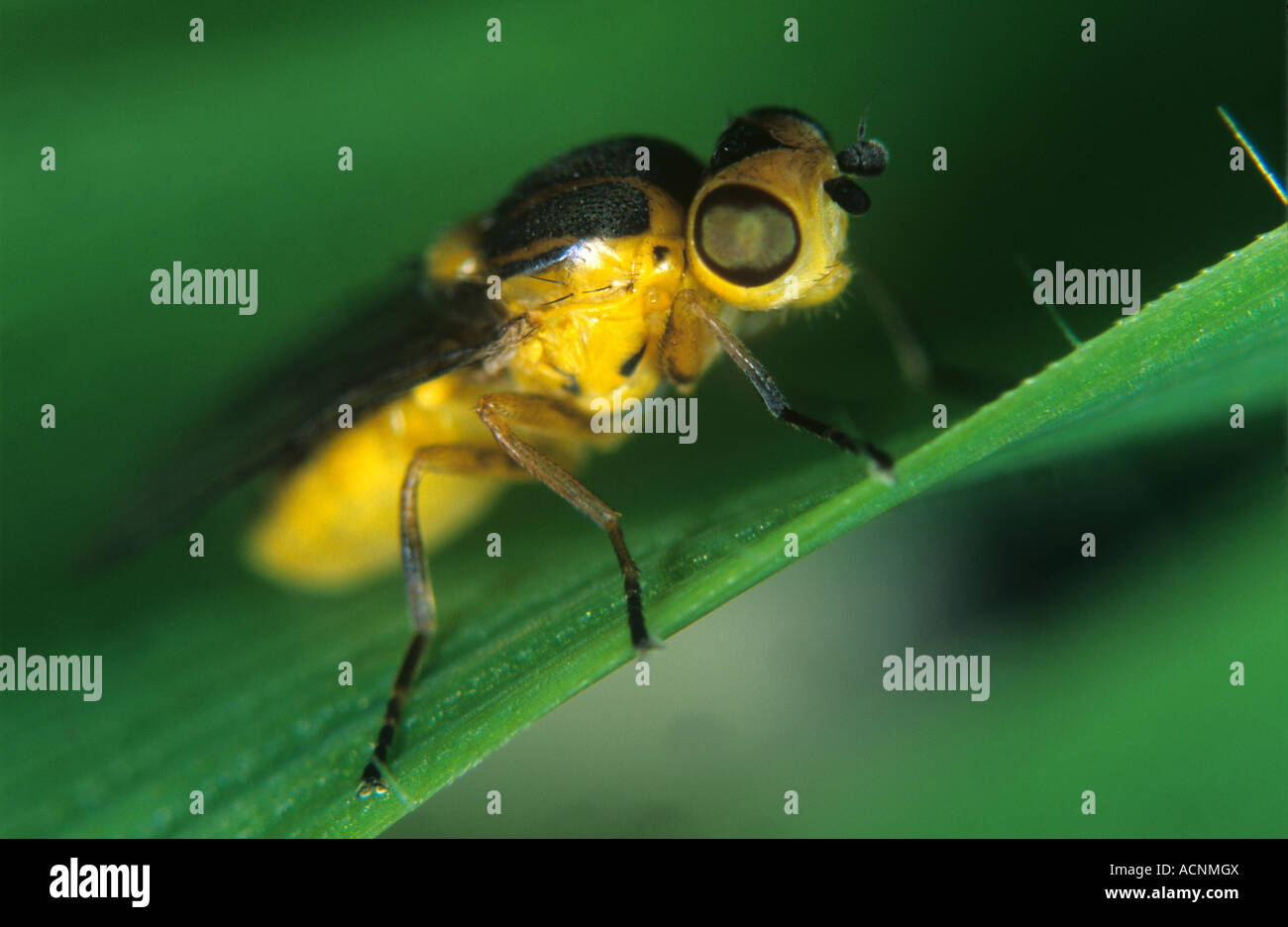 Gout fly Chlorops pumilionis yellow black adult showing eye in close up ...