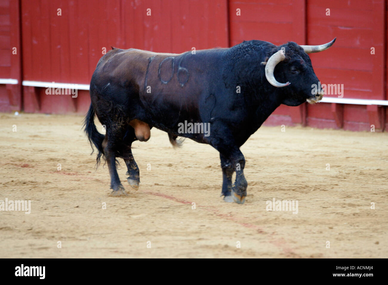 Fighting bull with a broken horn after charging against barrier ...