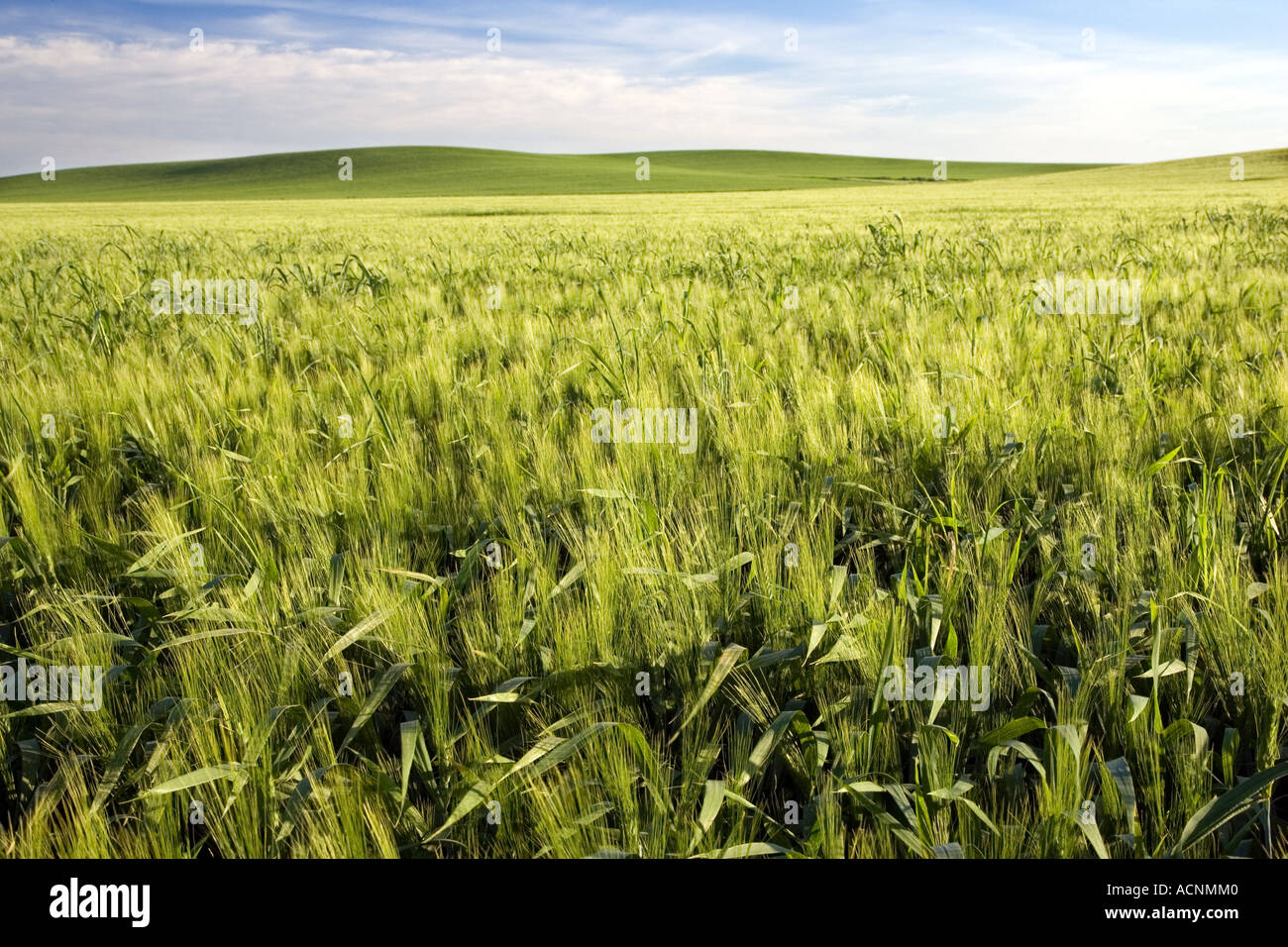 Wheat field, Spain Stock Photo - Alamy
