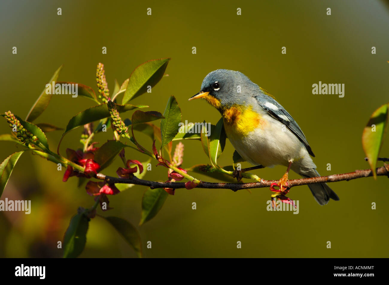 Northern parula warbler (Parula americana Stock Photo - Alamy