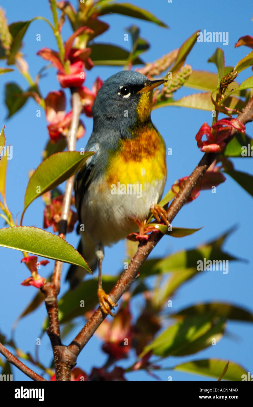 Northern parulas hi-res stock photography and images - Alamy