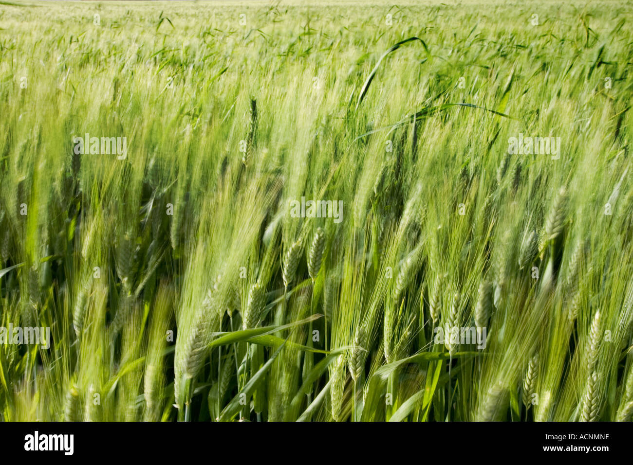 Wheat field on a windy day, Andalusia, Spain Stock Photo - Alamy