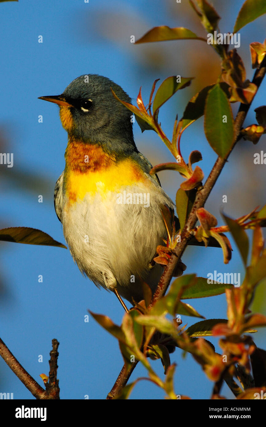 Northern parula warbler (Parula americana Stock Photo - Alamy
