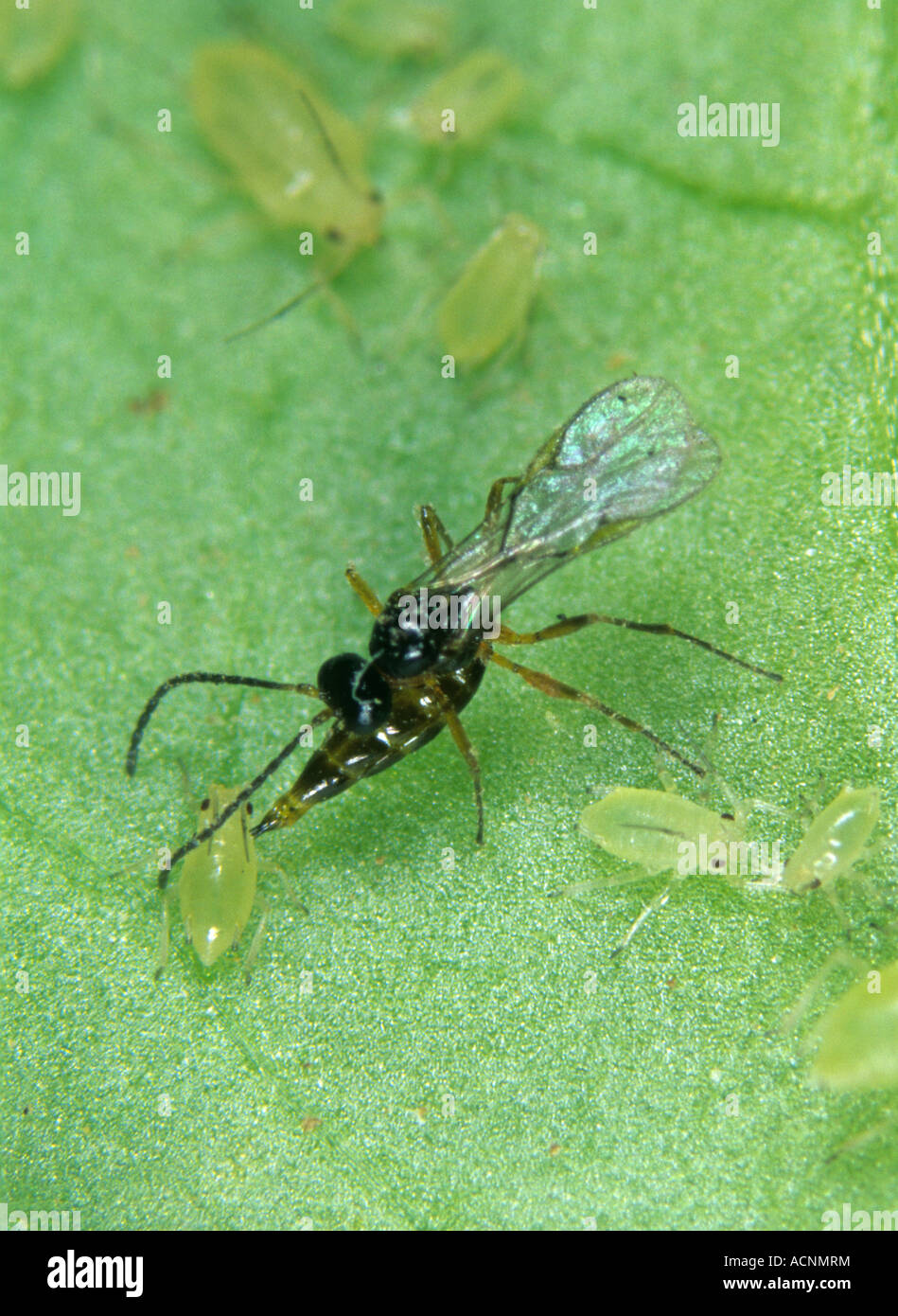 Aphidius colemani hi-res stock photography and images - Alamy