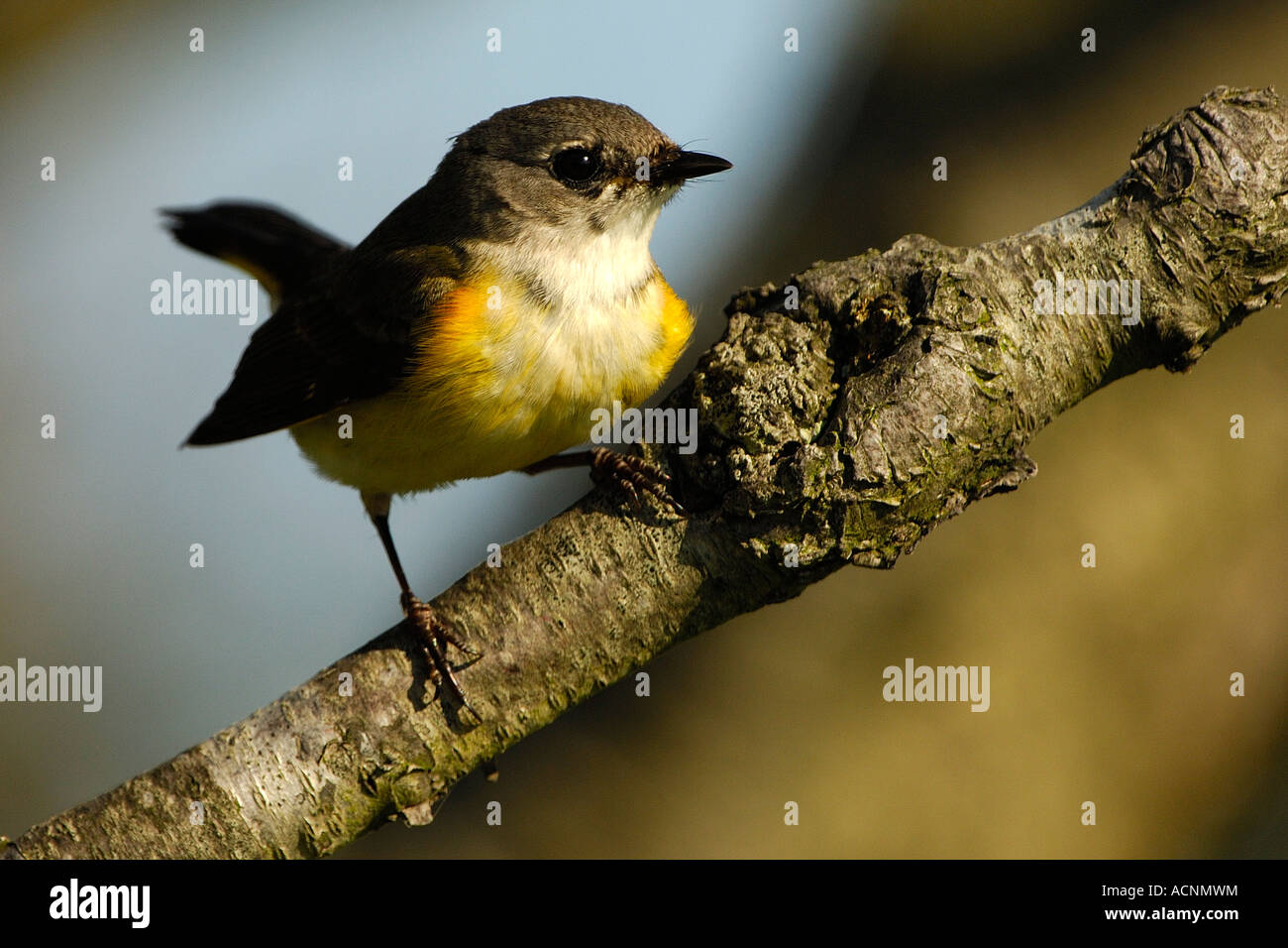 Juvenile male American redstart (Setopha ruticilla Stock Photo - Alamy