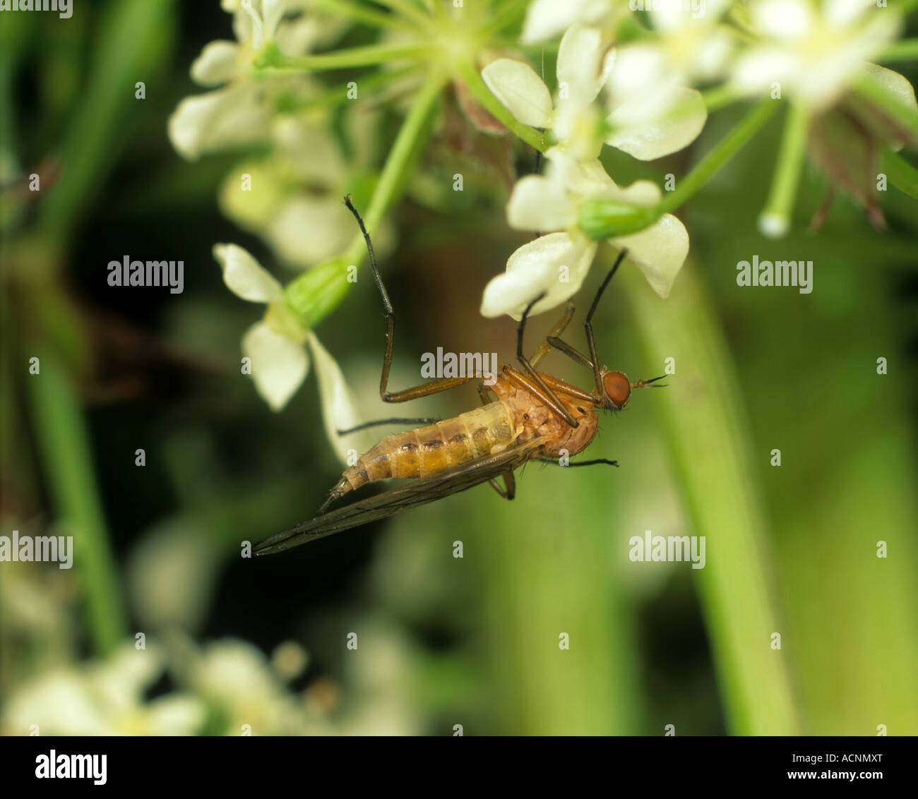 Predatory empid fly Empis stercorea adult on an umbellifer flowe Stock ...