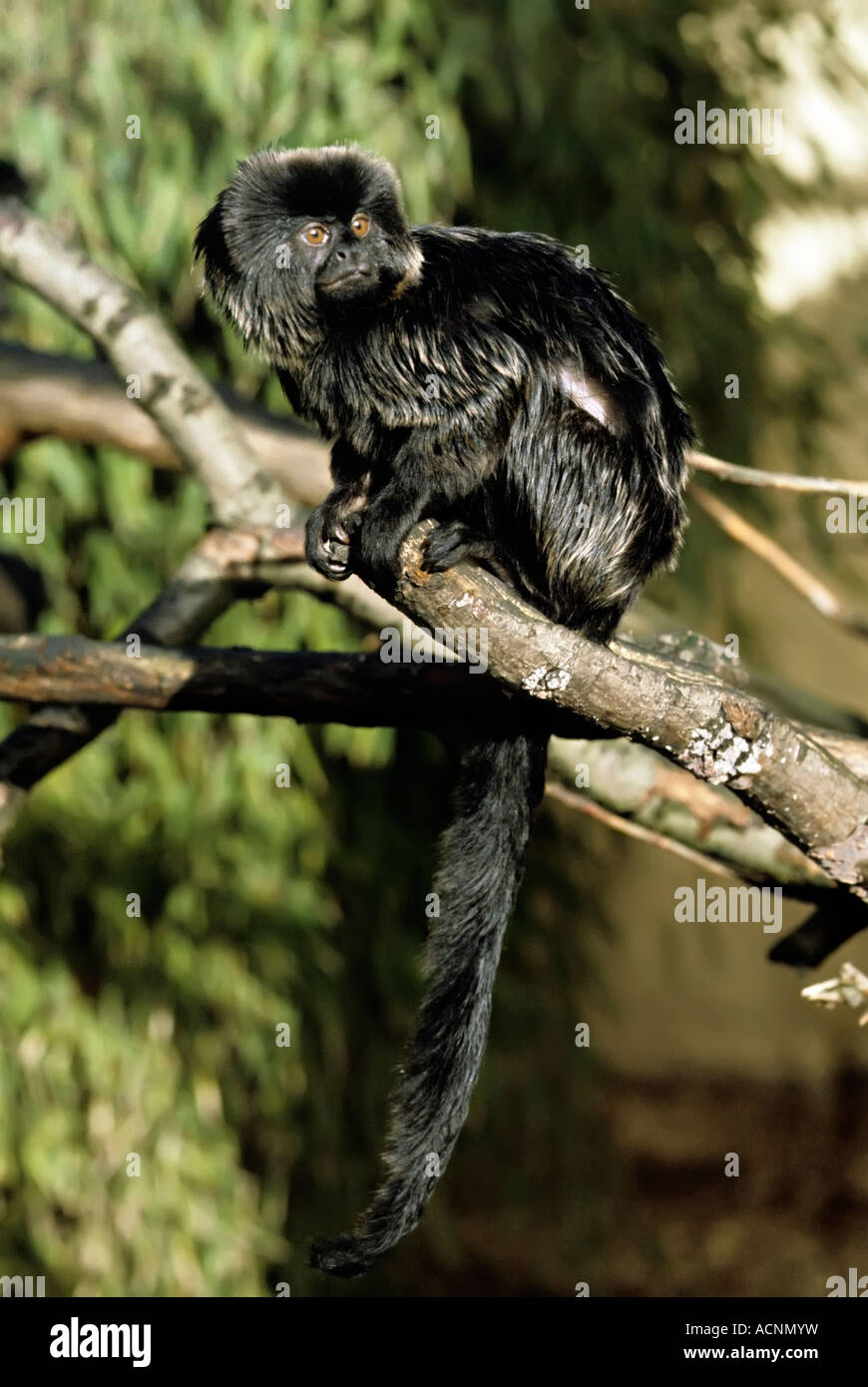 Goeldi's Marmoset Callimico goeldii Stock Photo - Alamy