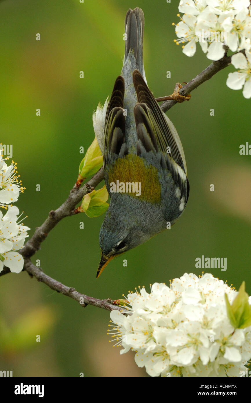 Parula bird parulas birds hi-res stock photography and images - Alamy
