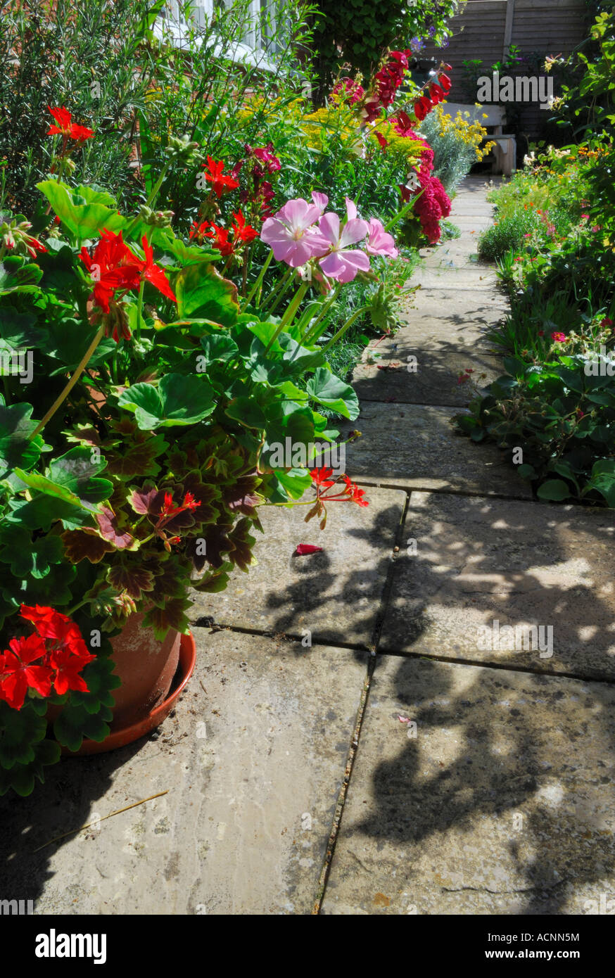 Red geraniums in garden border hi-res stock photography and images - Alamy