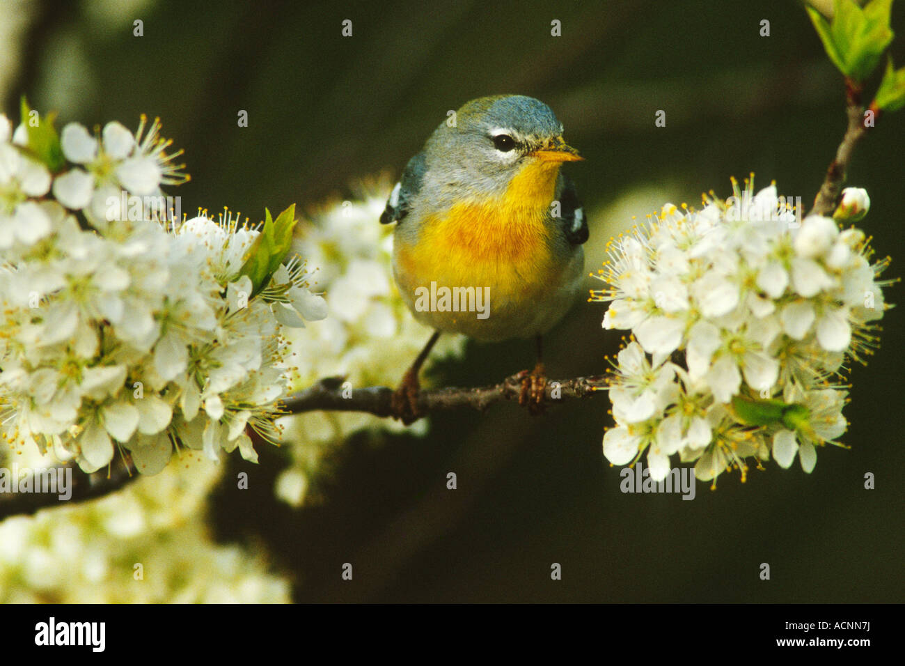 Northern parula warbler (Parula americana Stock Photo - Alamy