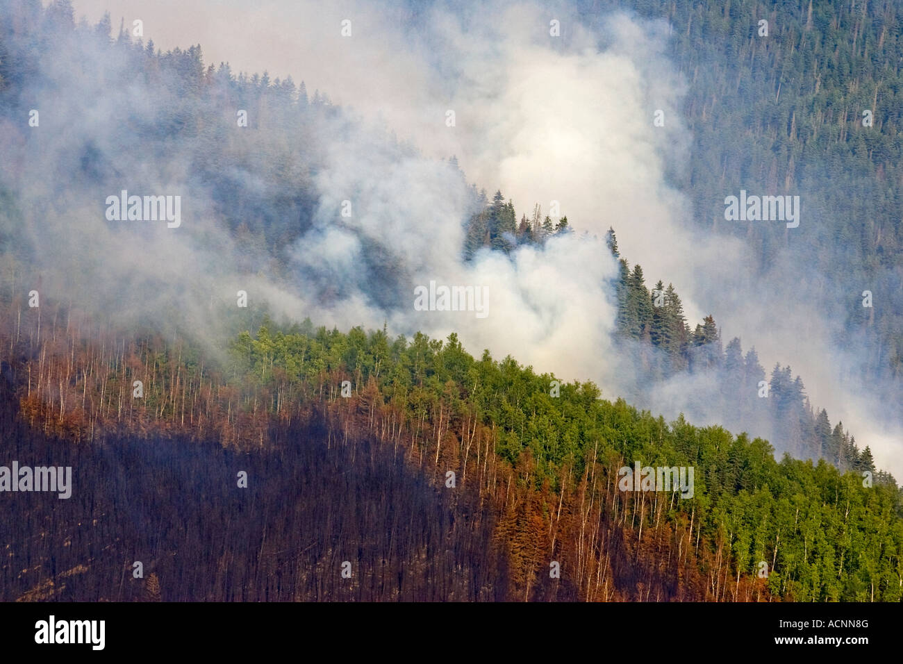 Komsomolsk Russia June 2007 A forest fire burning in a remote region of ...