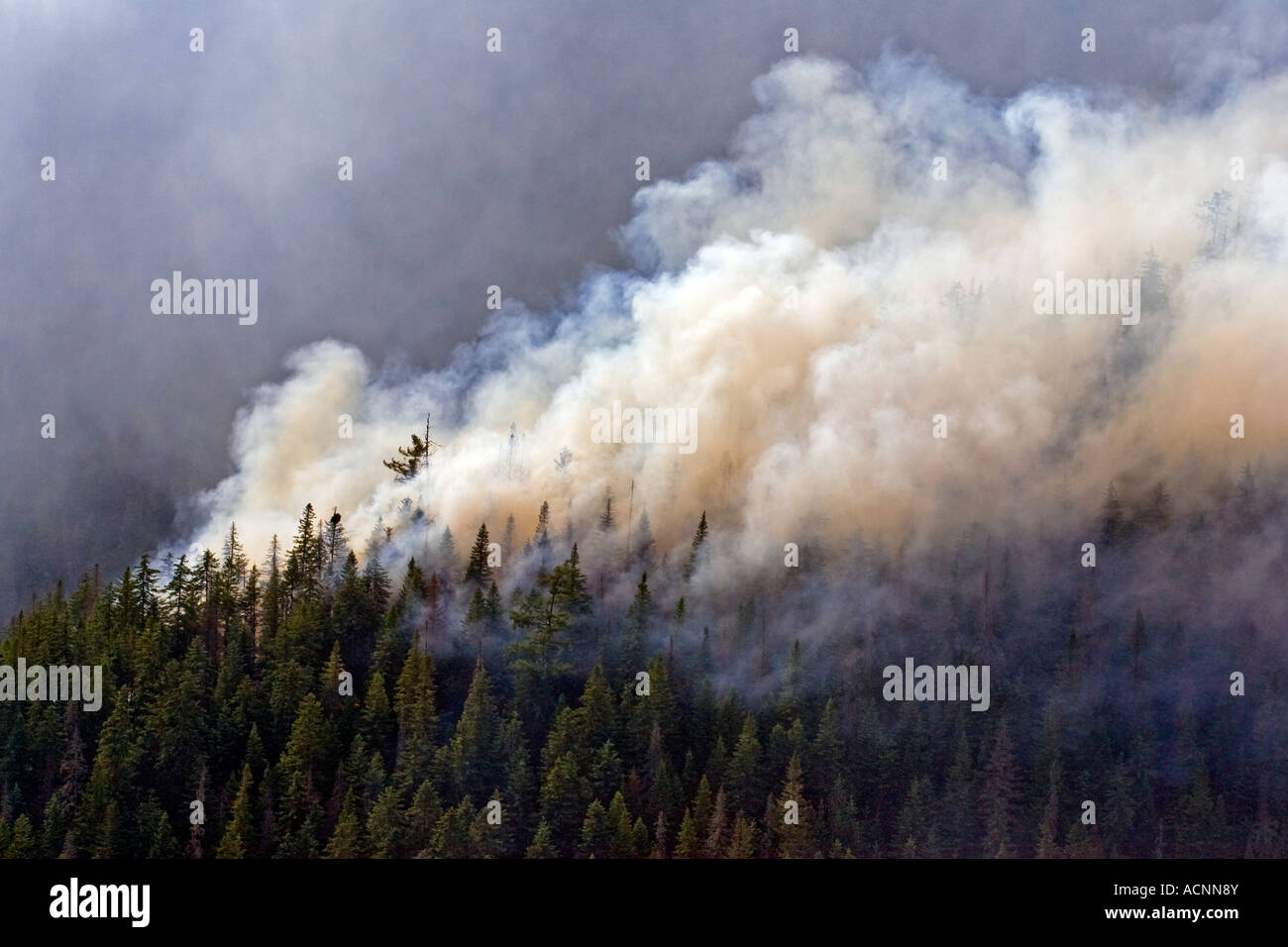 Komsomolsk Russia June 2007 A forest fire burning in a remote region of ...