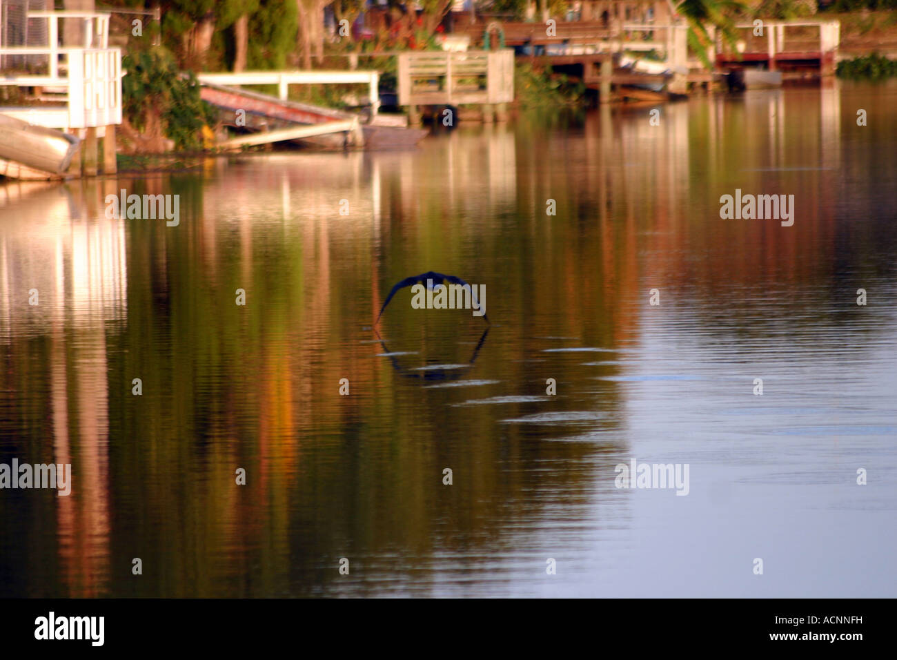 Bird Flying Over Water with Wings Touching the Surface Stock Photo - Alamy