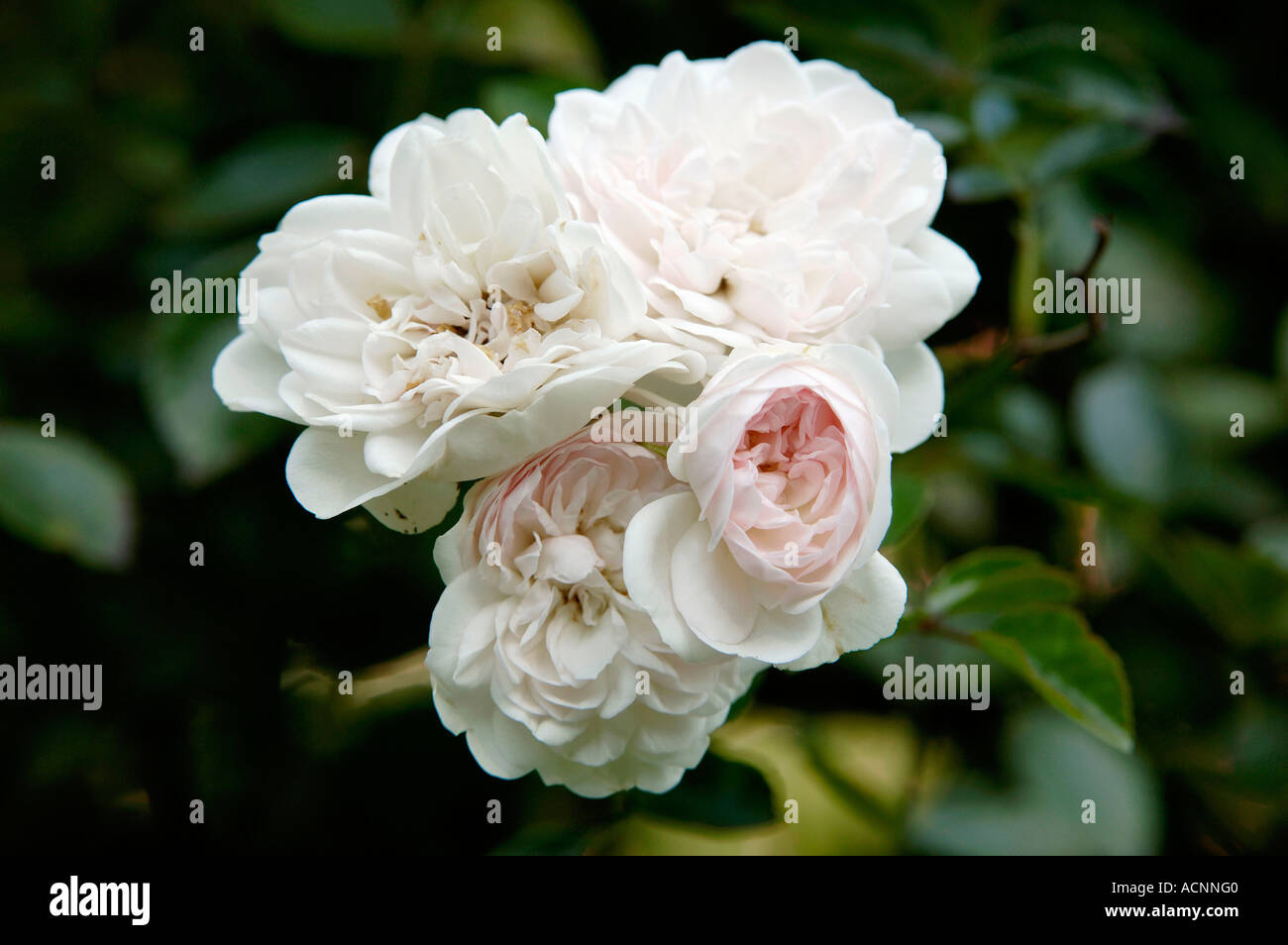 Rose rosa spec rose garden hi-res stock photography and images - Alamy