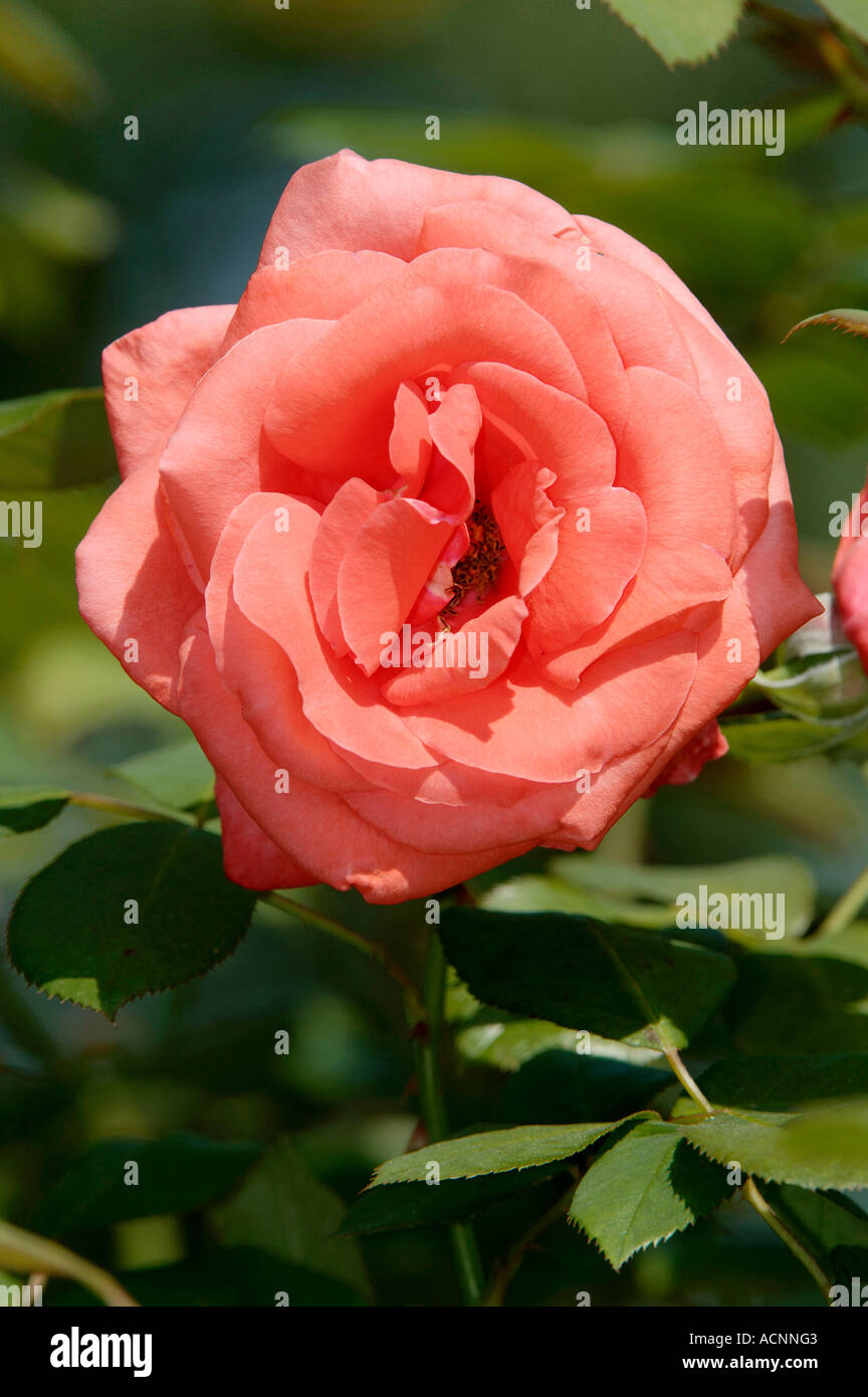 Ornamental rose rosa spec hi-res stock photography and images - Alamy