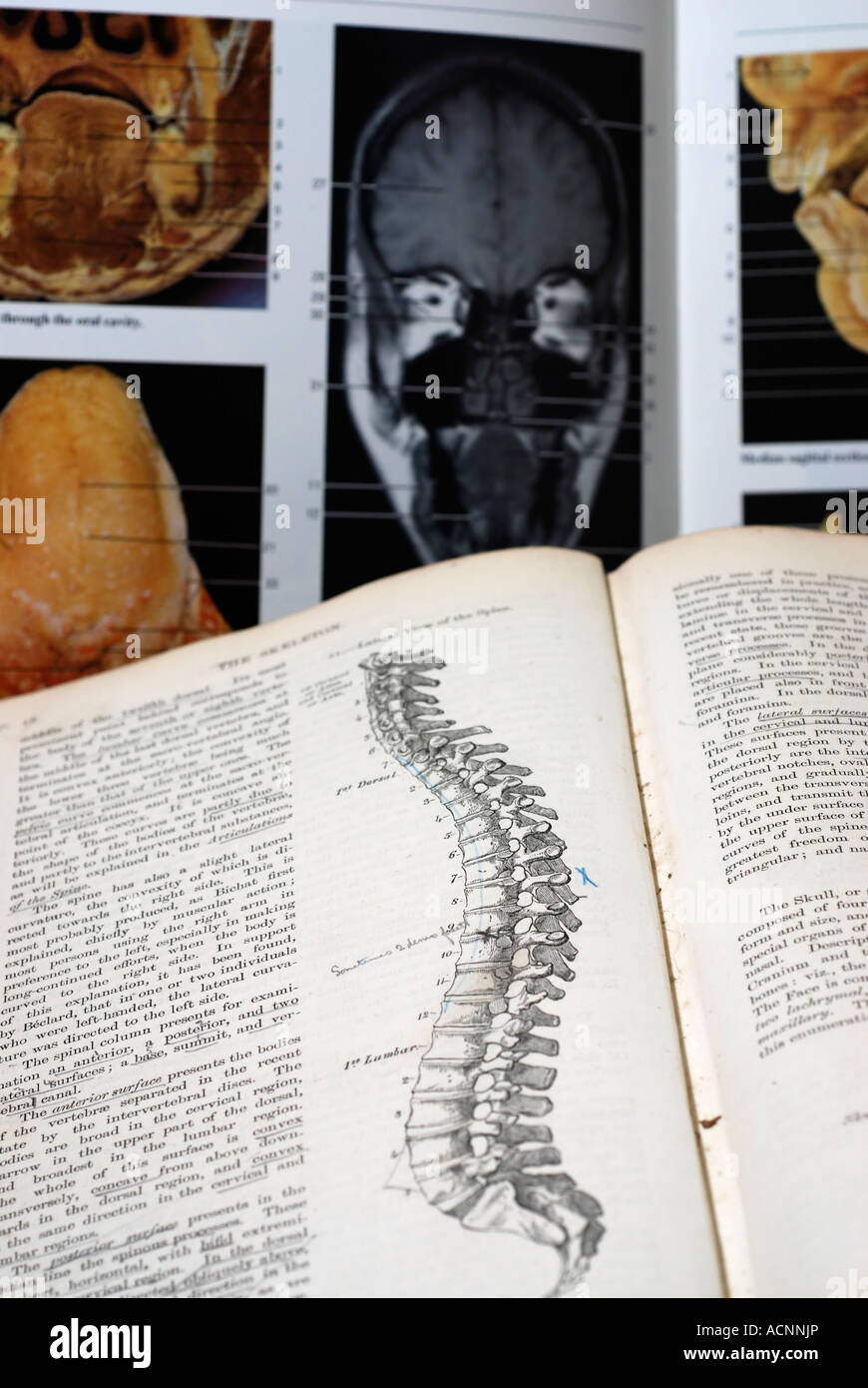 Open anatomy text book hi-res stock photography and images - Alamy